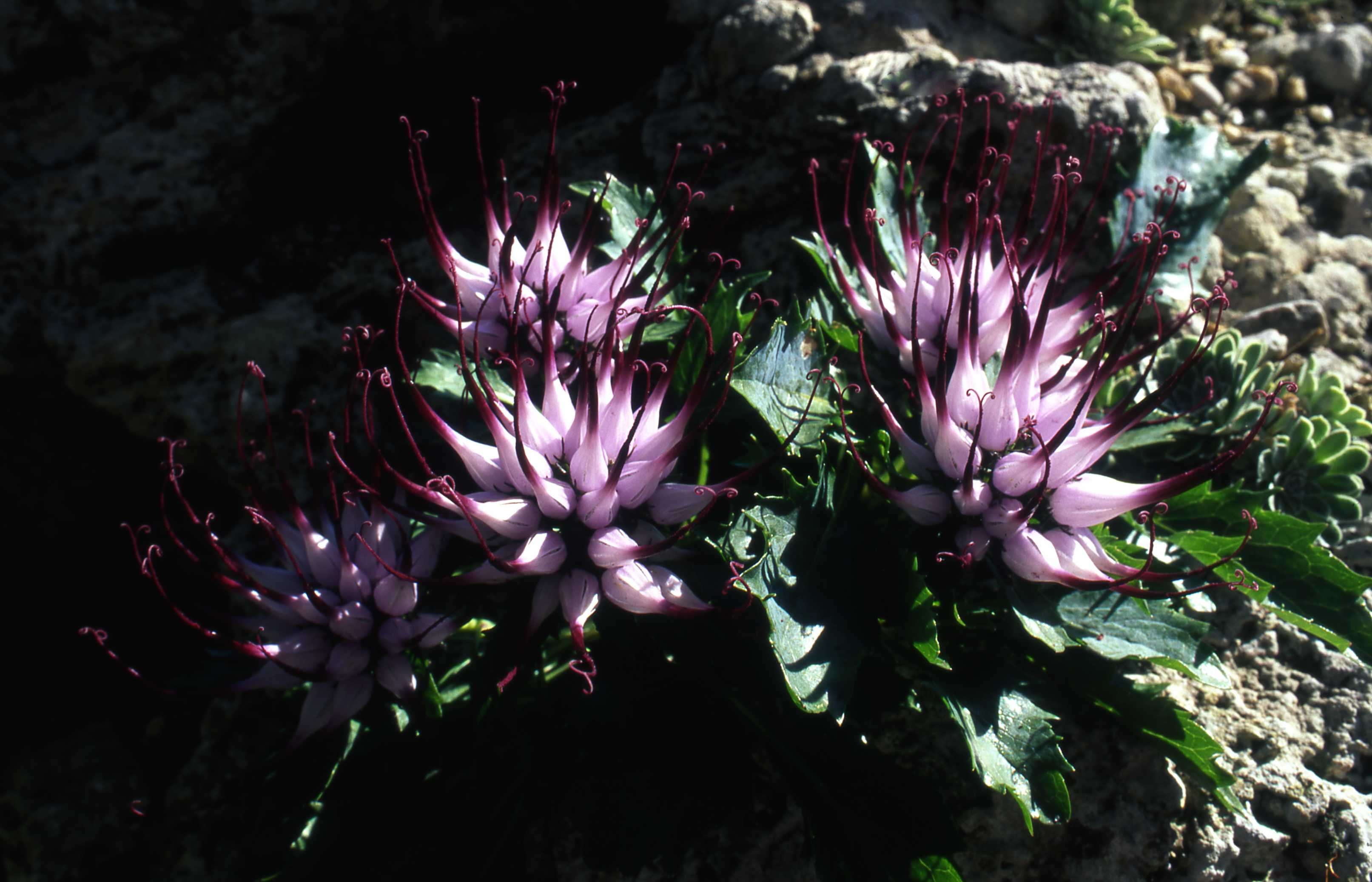 Growing alpine plants in their true character - Jim Jermyn